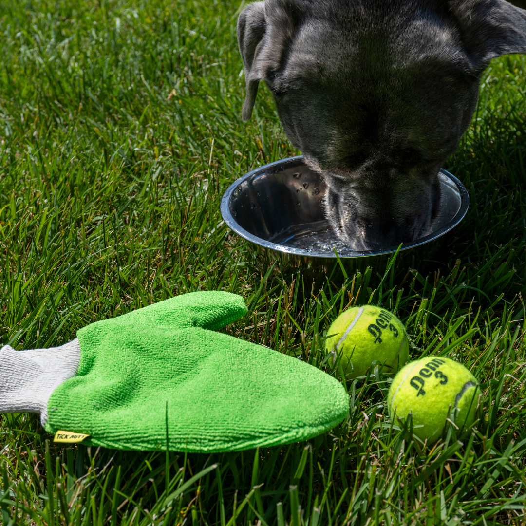 Understanding the Truth About Ticks: How to Stay Safe This Summer ...