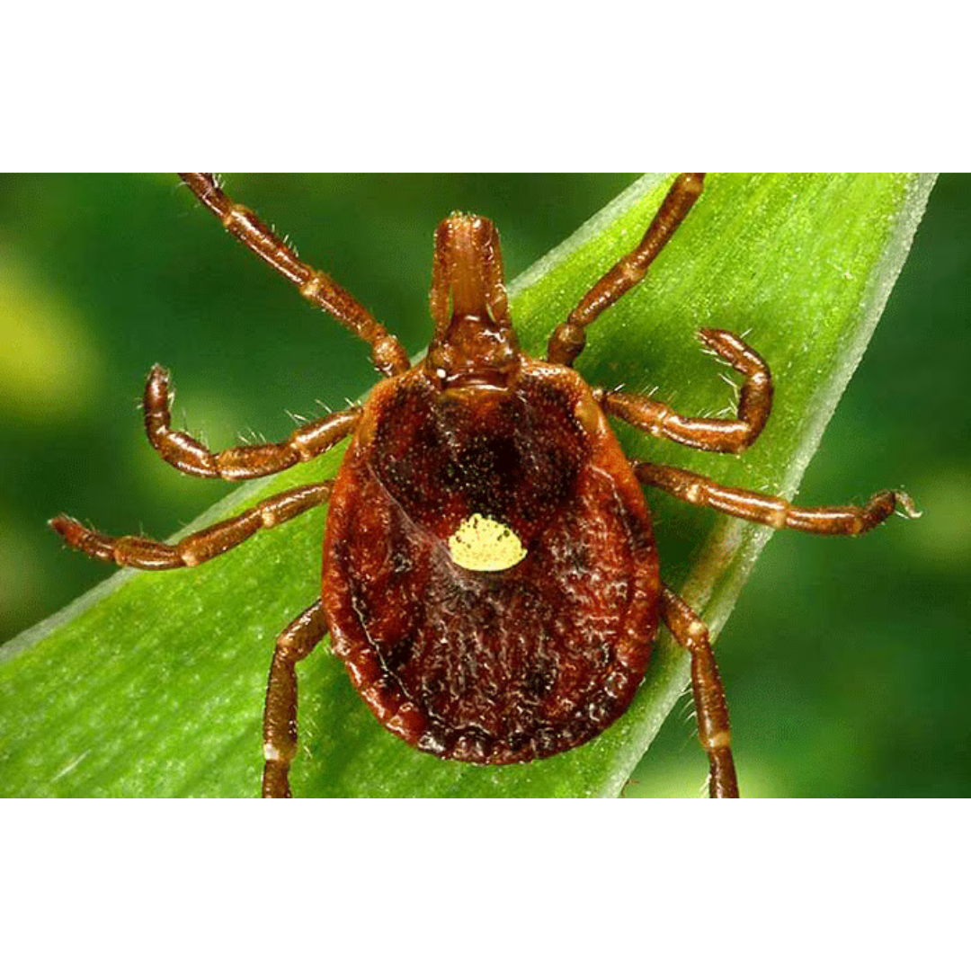 Everything You Need to Know About Alpha-Gal Syndrome – TiCK MiTT