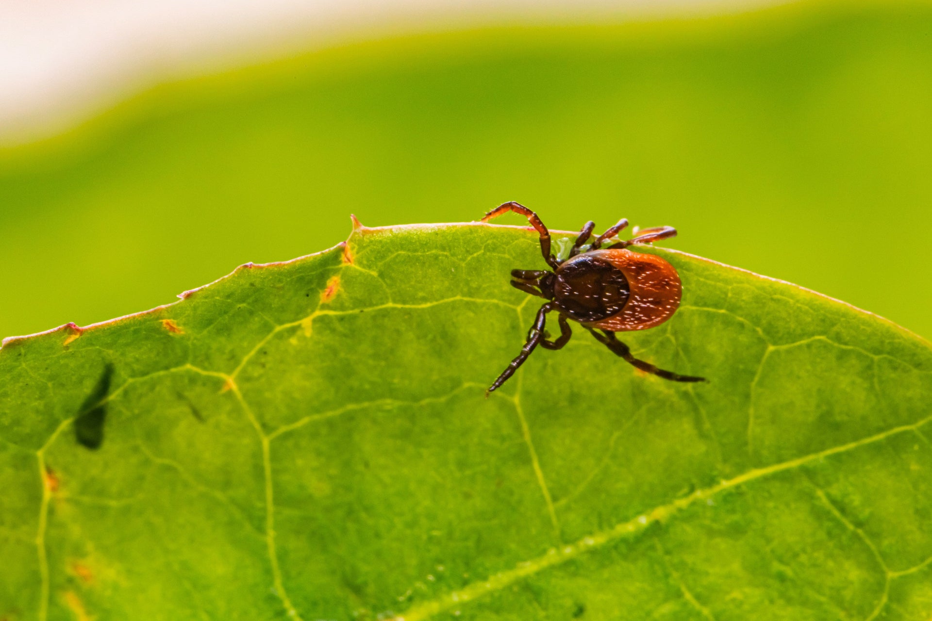 Do You Really Need Chemical Tick Repellents? - TiCK MiTT