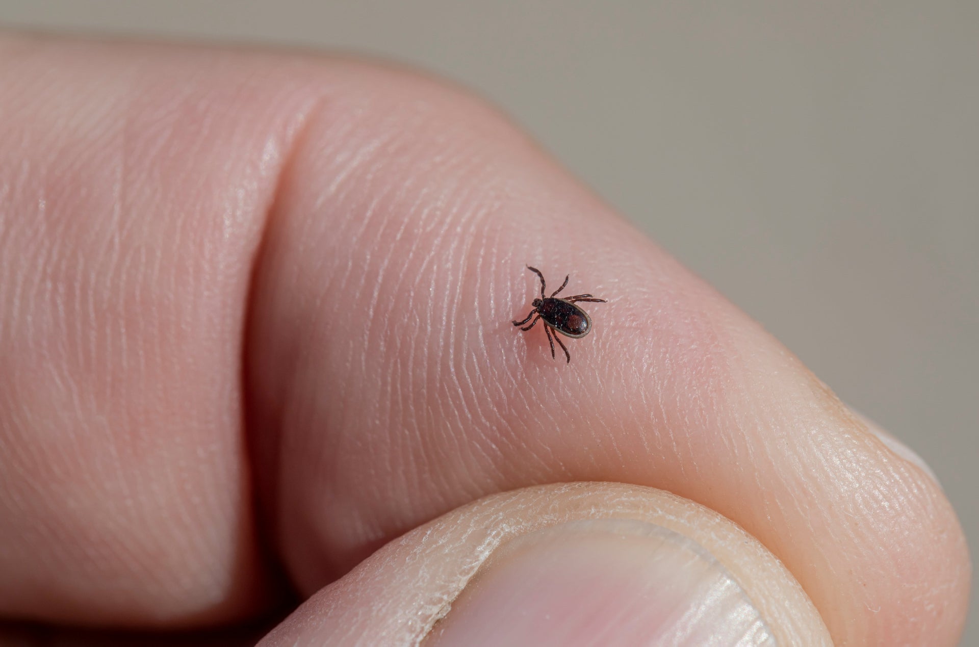 Do Ticks Die in the Winter? Why Cold Weather Doesn’t Mean You’re Safe ...